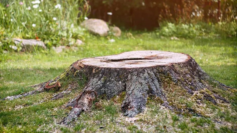Top 5 Reasons To Remove Tree Stumps
