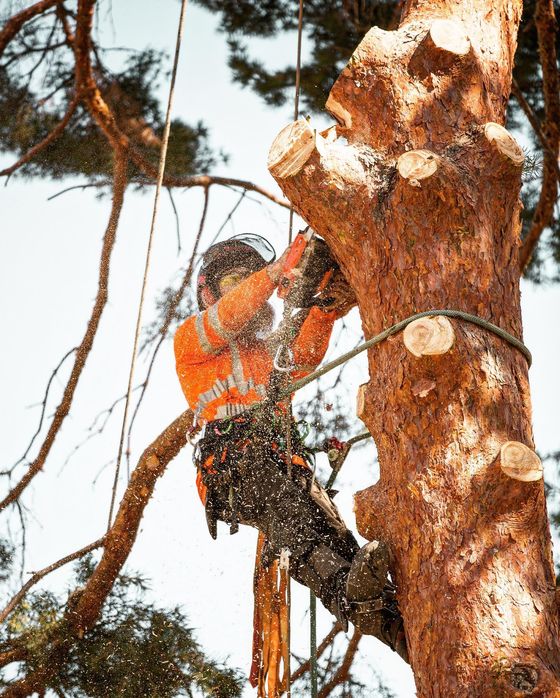 Tree Trimming, Removal, Snow Removal | Boise, ID | Done Rite Tree Company