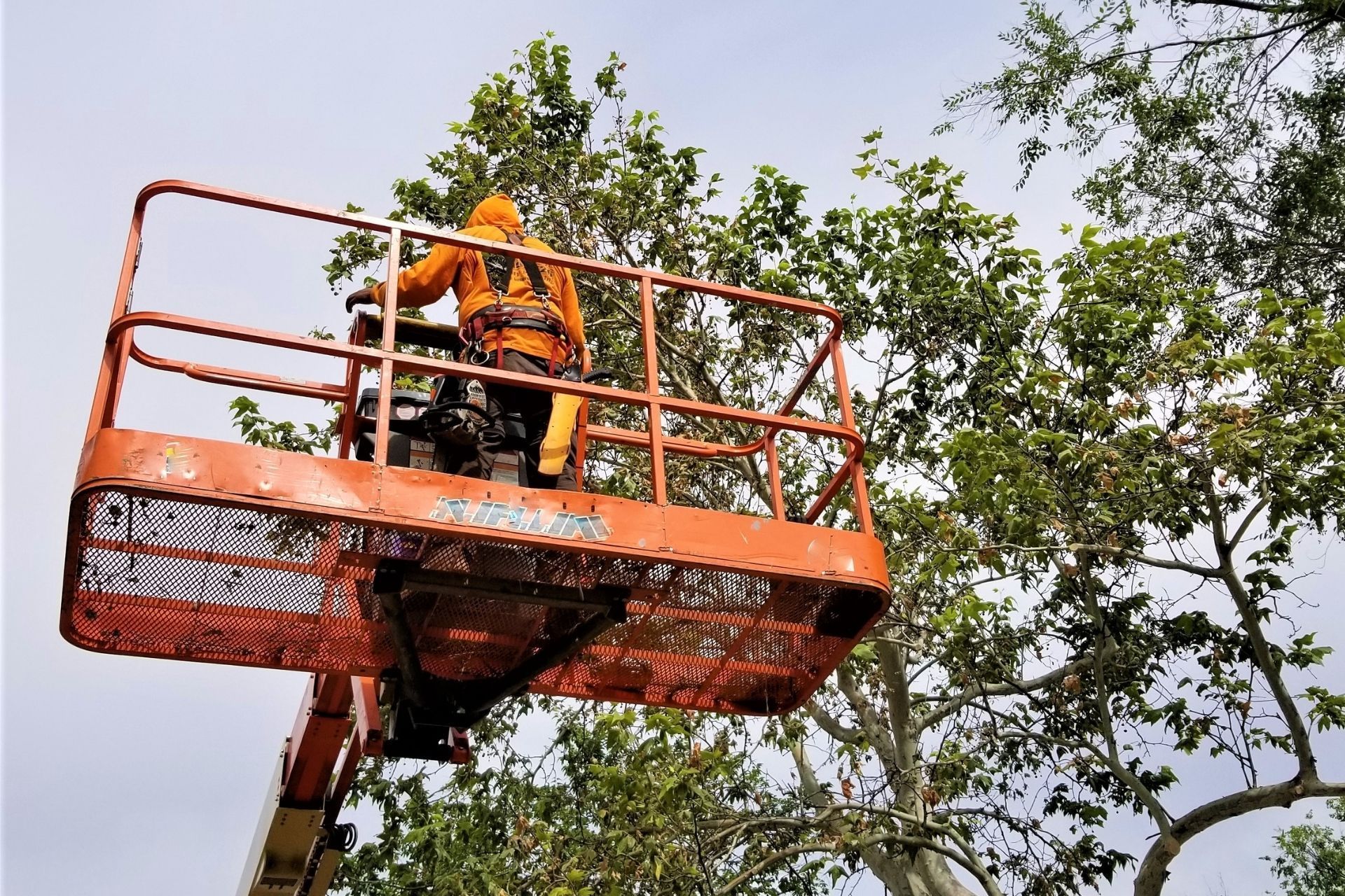 California Tree Service and Arborist Insurance