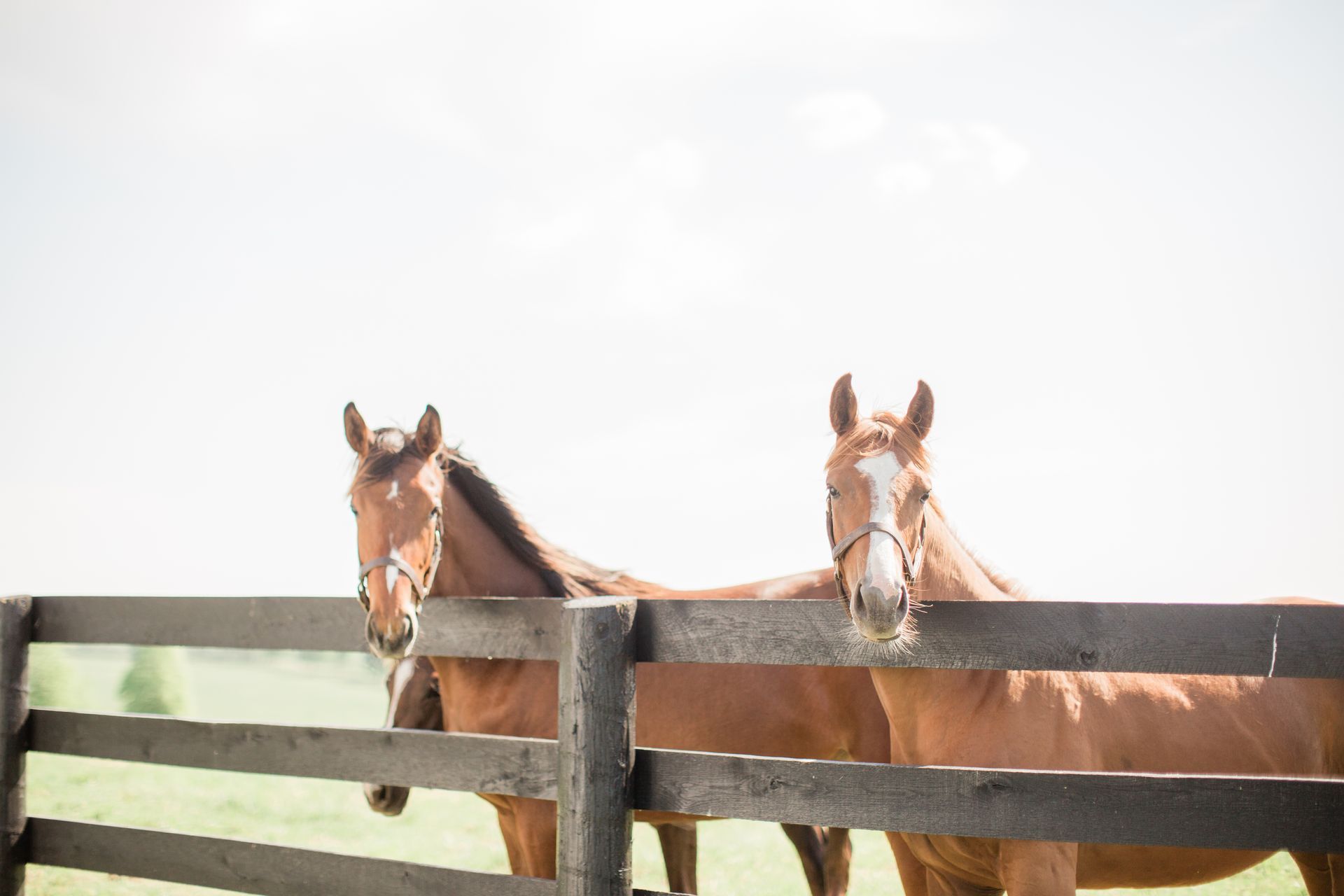 Horses | Rock Ridge Thoroughbreds