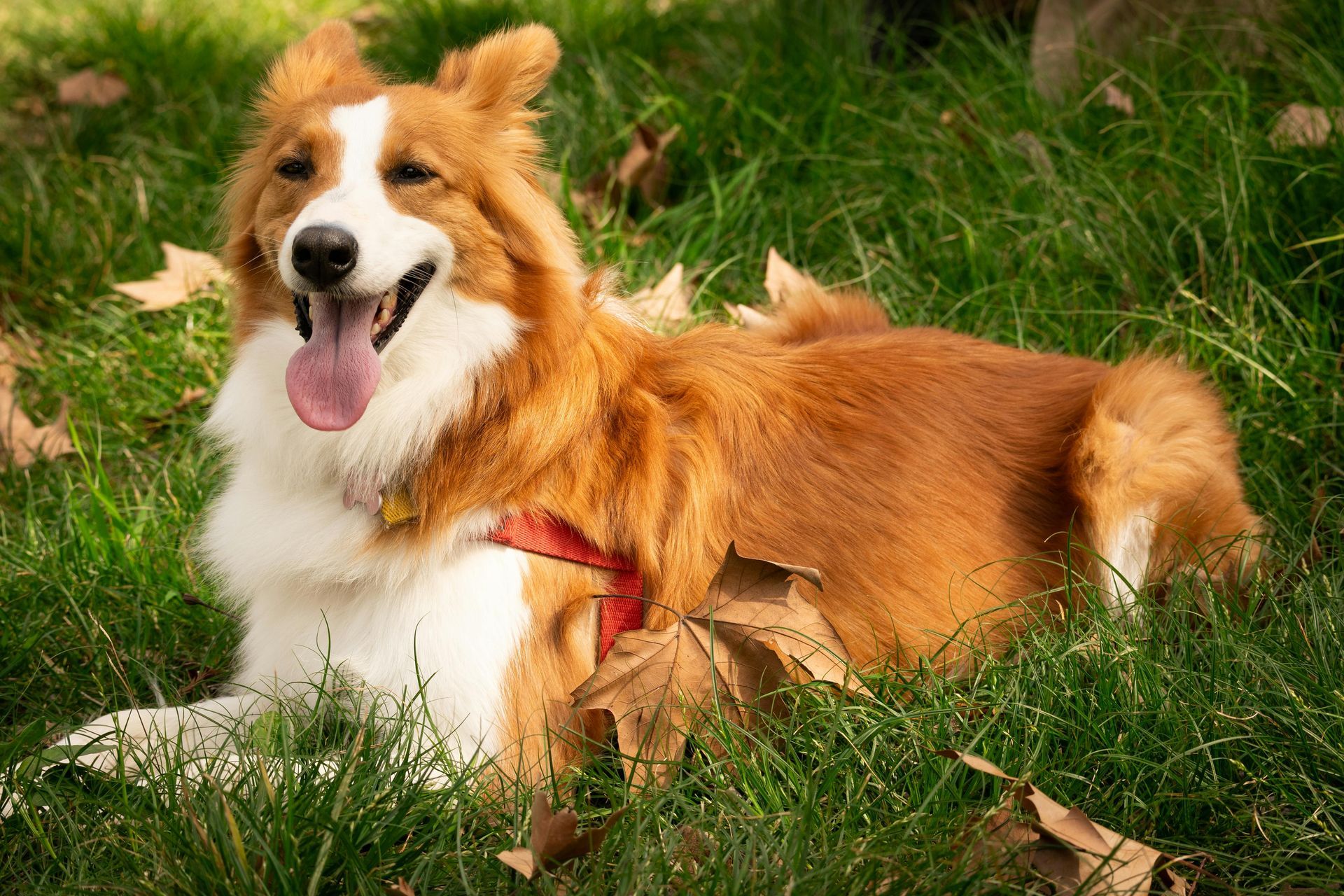 Fall Safety Tips for Dogs in Suffolk County | The K-9 Center