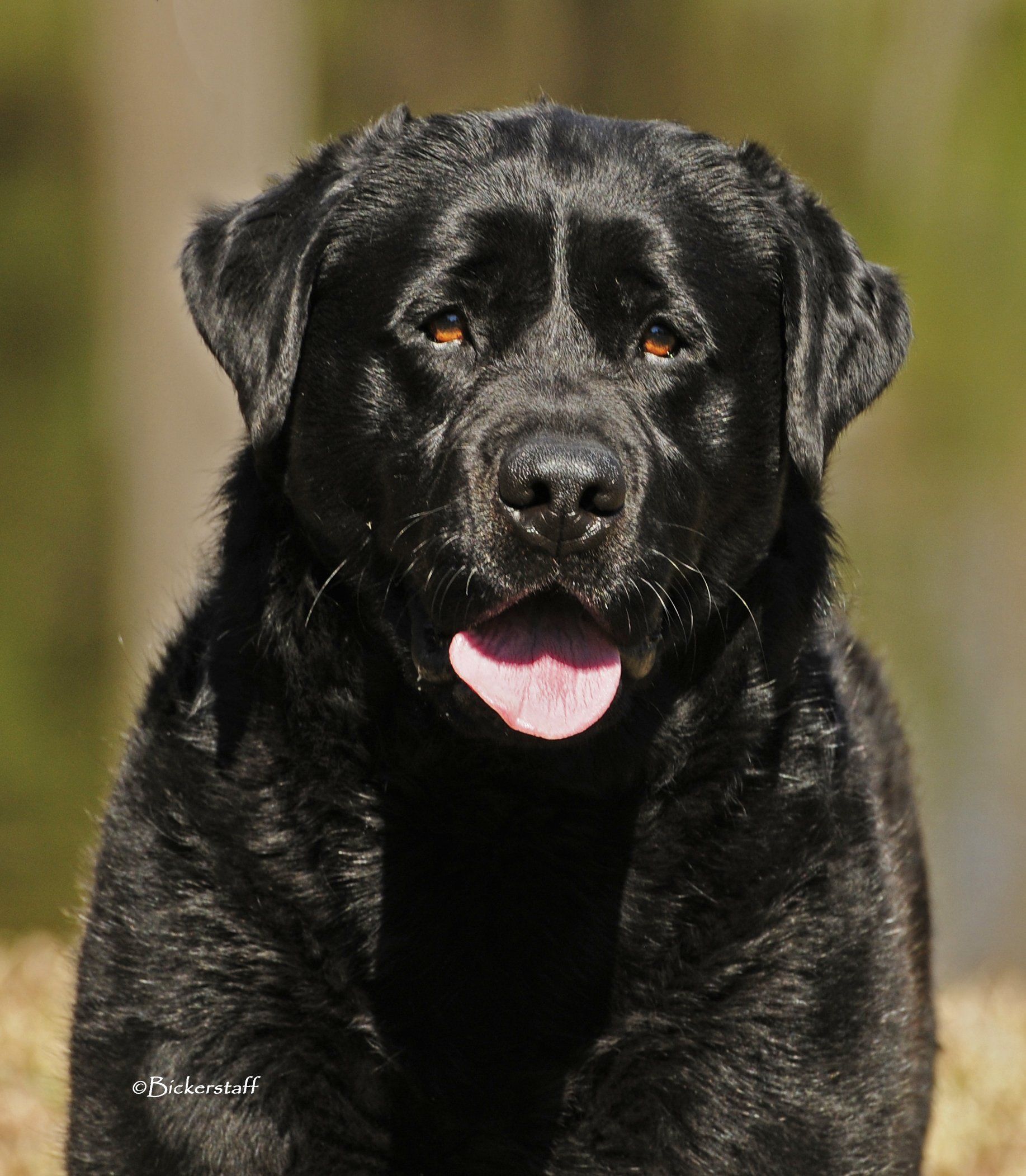 CH Blackwing Stroke of Luck - "Marvel"