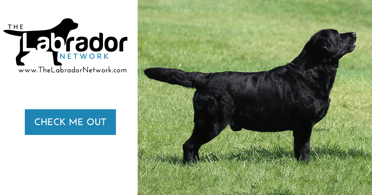 BISS GRCH Blackwing Superslick - "Powers"