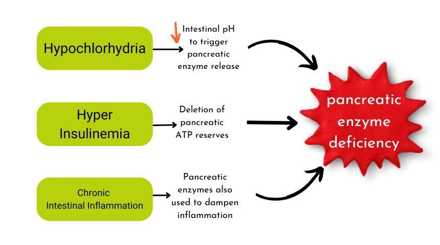 Unraveling the Complexities of Pancreatic Enzyme Deficiency