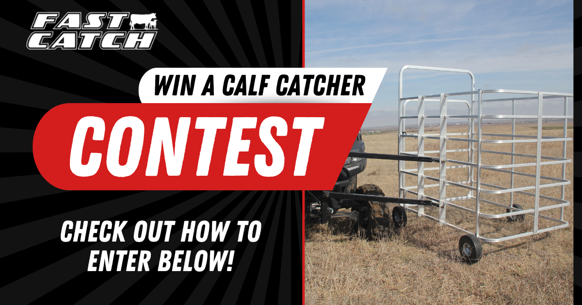Fast Catch Calf Catcher Contest
