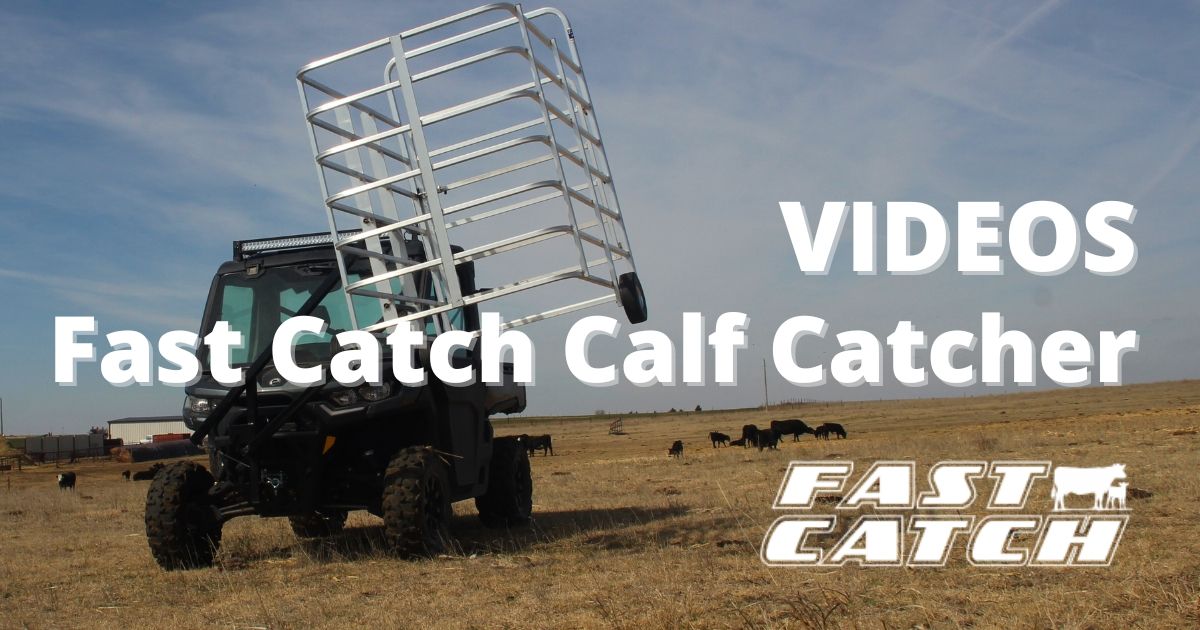 Videos of Fast Catch Calf Catcher | How To Catch Calves