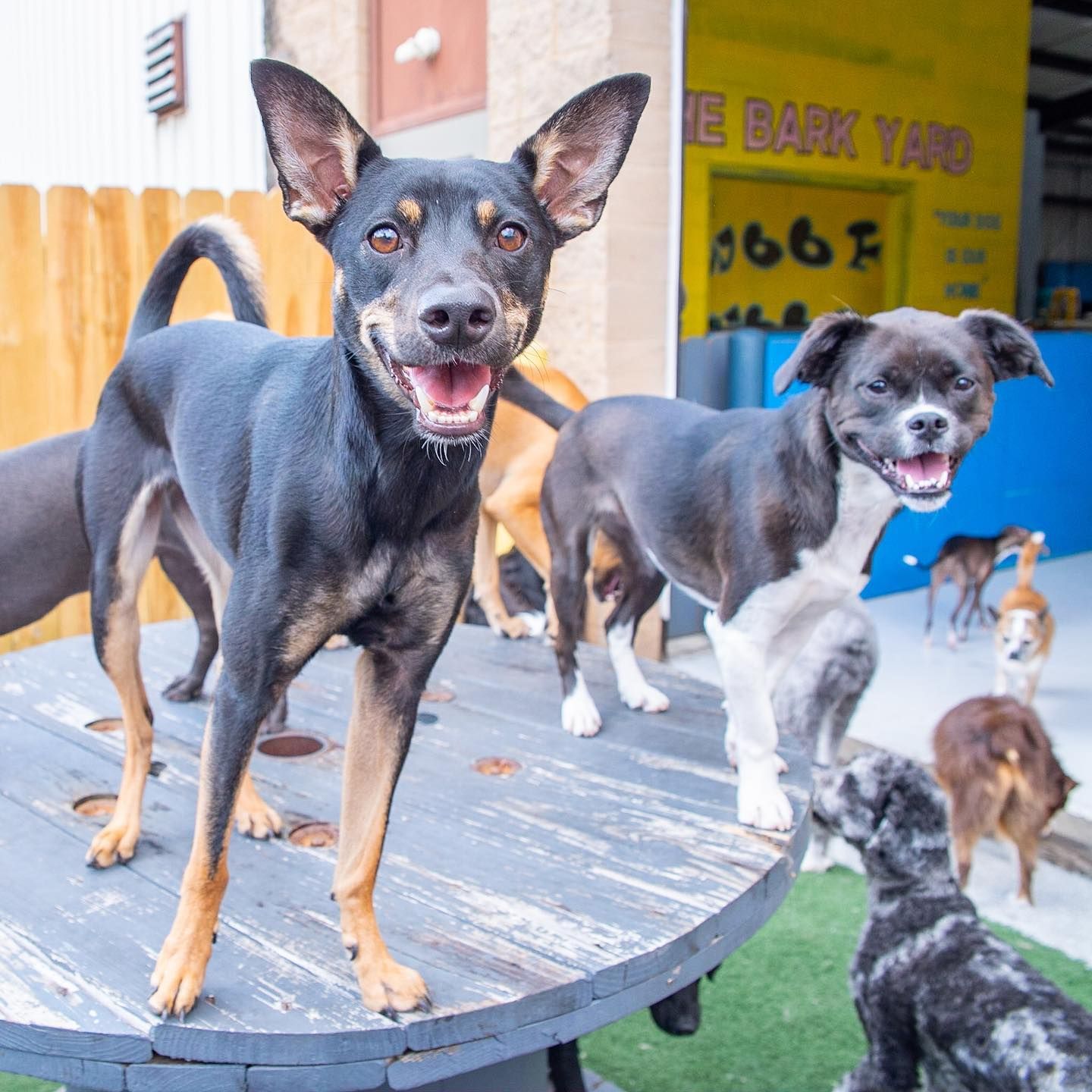 Homedog Resort & Daycare | Dog Boarding & Dog Daycare