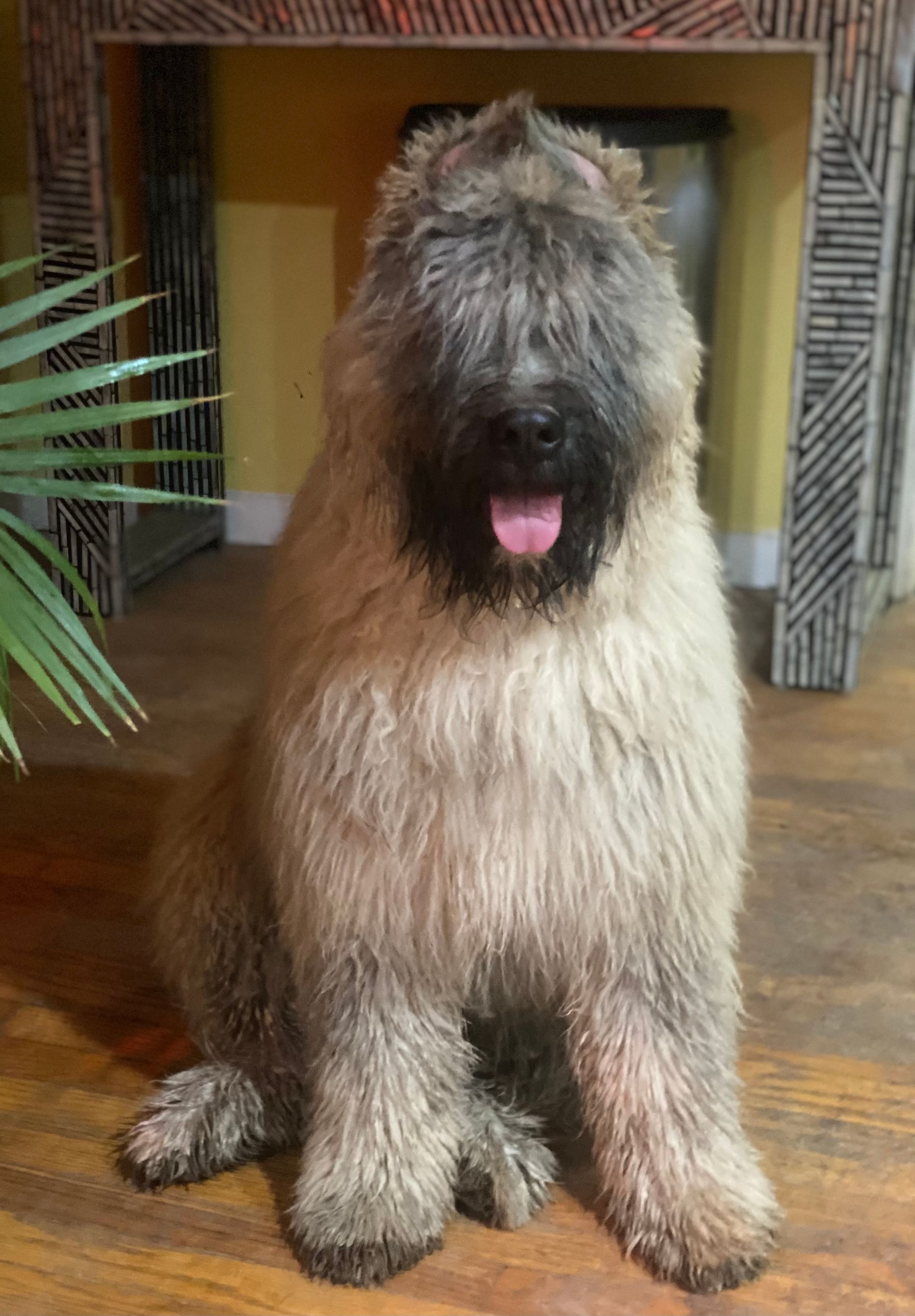 Dream Dog Program | Bouviers of Distinction