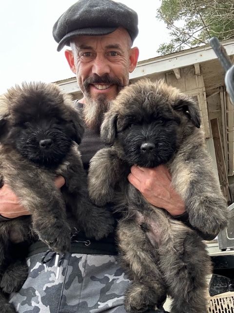 Dream Dog Program | Bouviers of Distinction