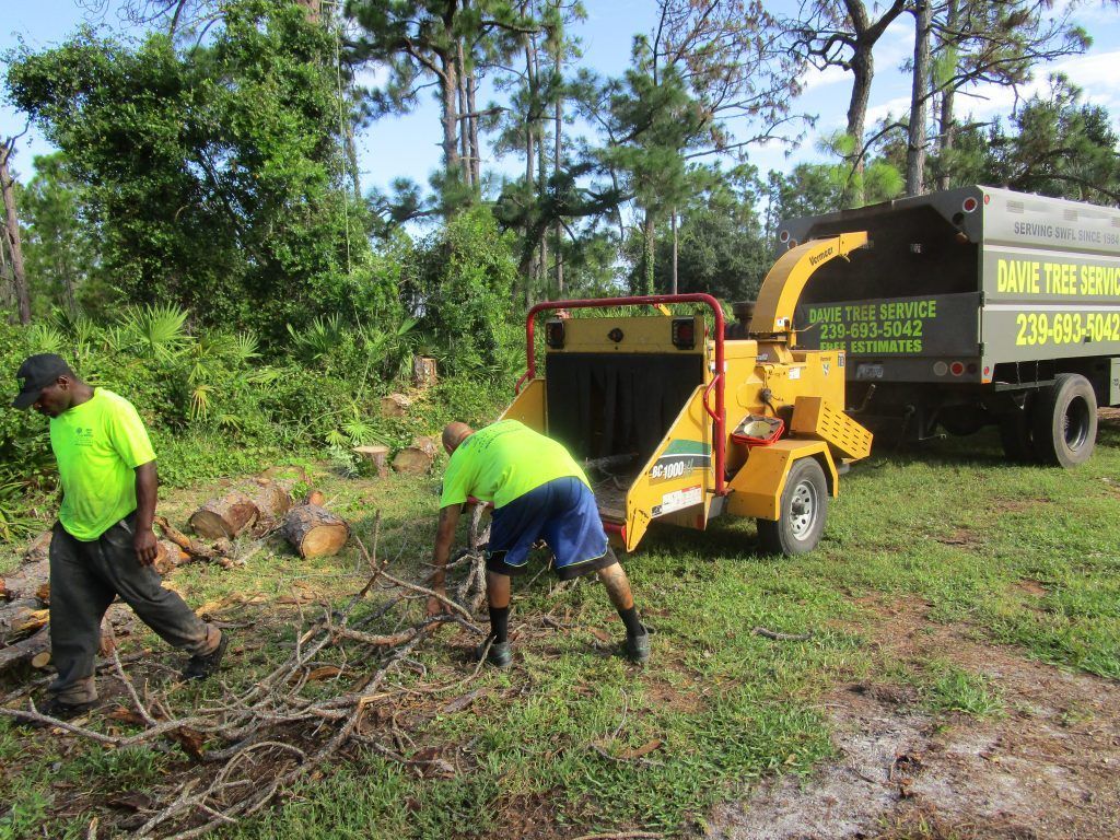 Home Page [www.davietreeservice.com]