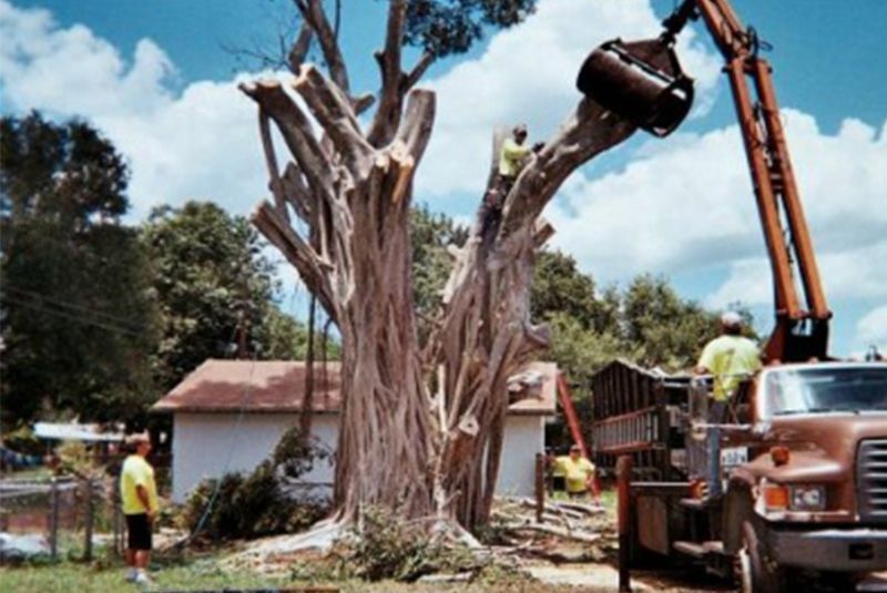 Home Page [www.davietreeservice.com]