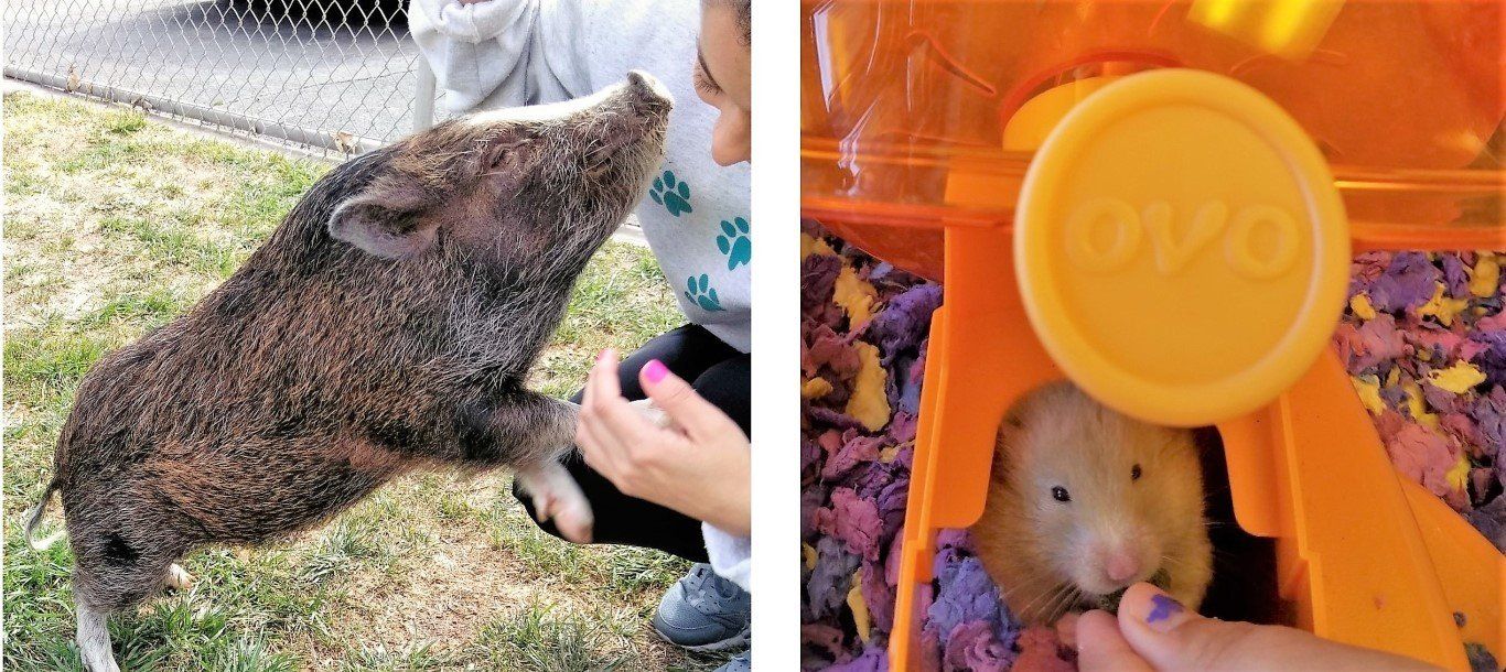 Local Pet Boarding | Las Vegas, NV | The Animal Inn