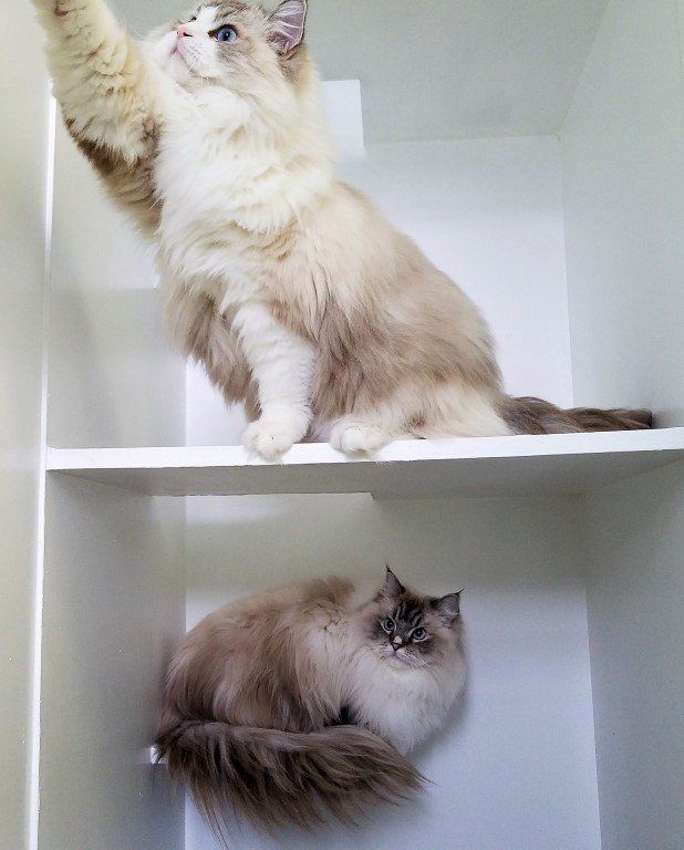 Local Pet Hotel | Las Vegas Strip, NV | The Animal Inn