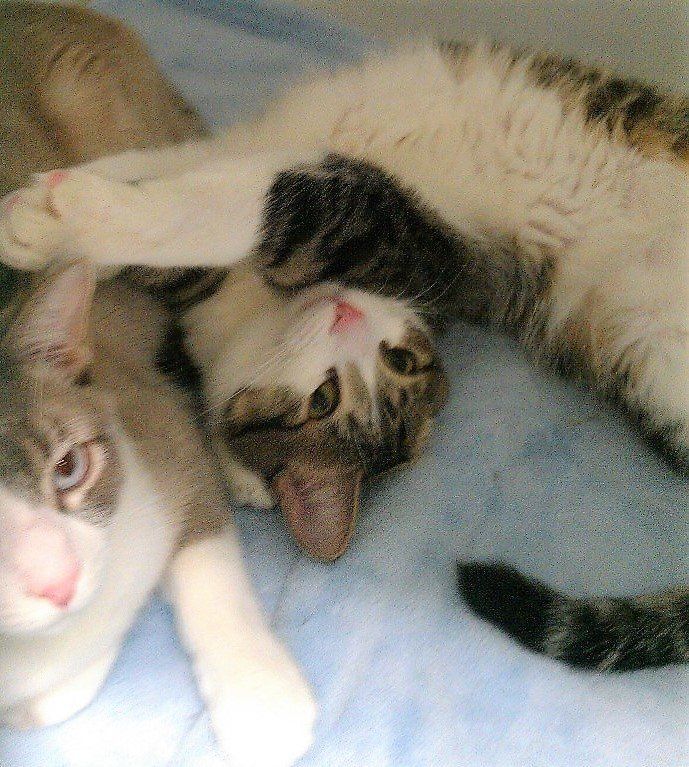 Happy Pets | Las Vegas Strip, NV | The Animal Inn