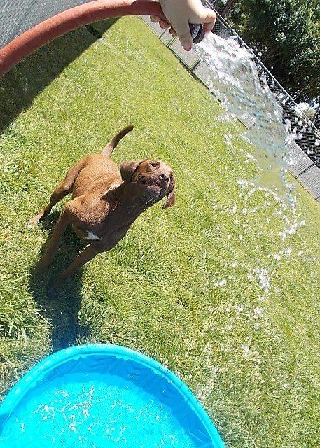 Local Pet Hotel | Las Vegas Strip, NV | The Animal Inn