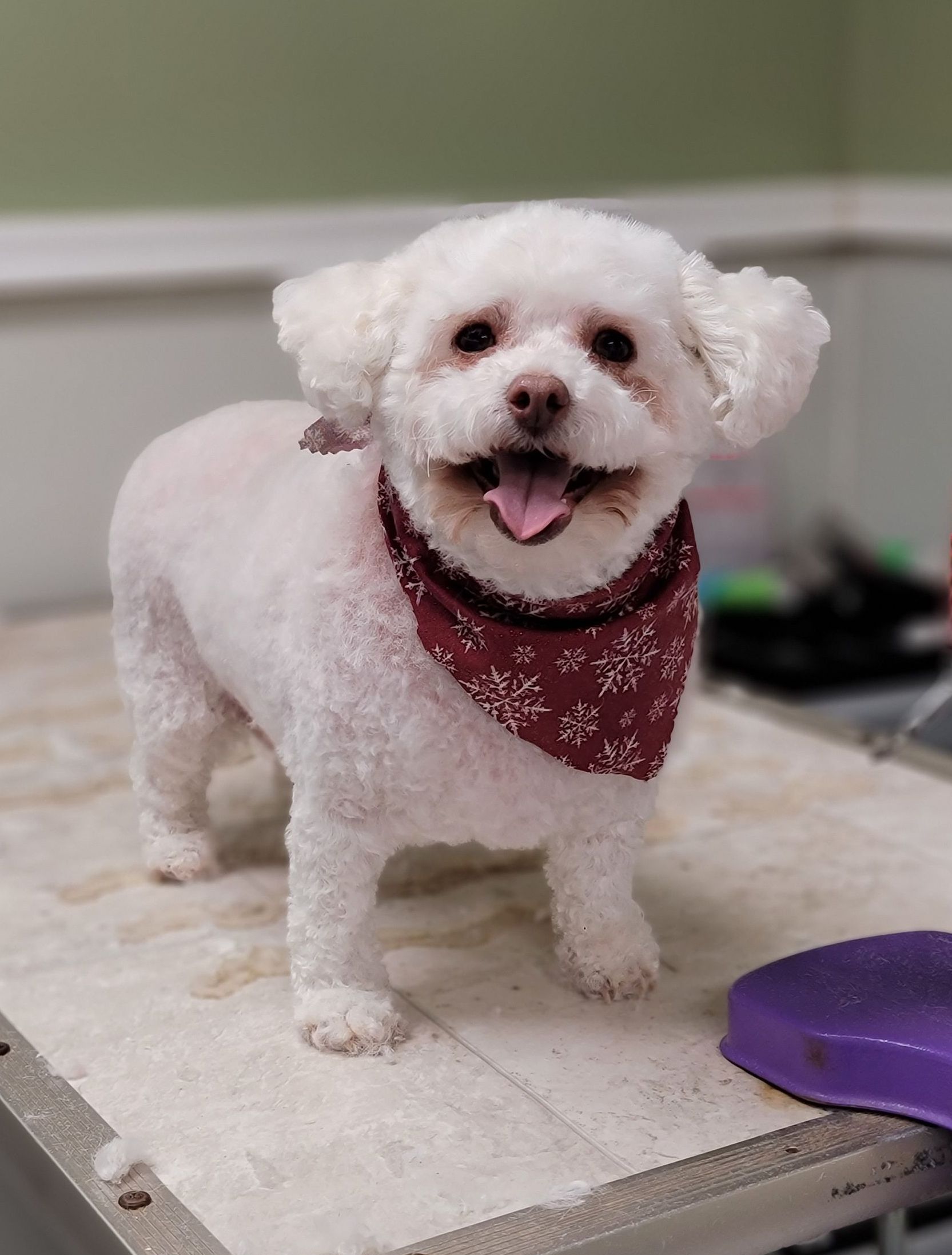 Dog Grooming Services | Butler, PA | Whispering Winds Boarding Kennel