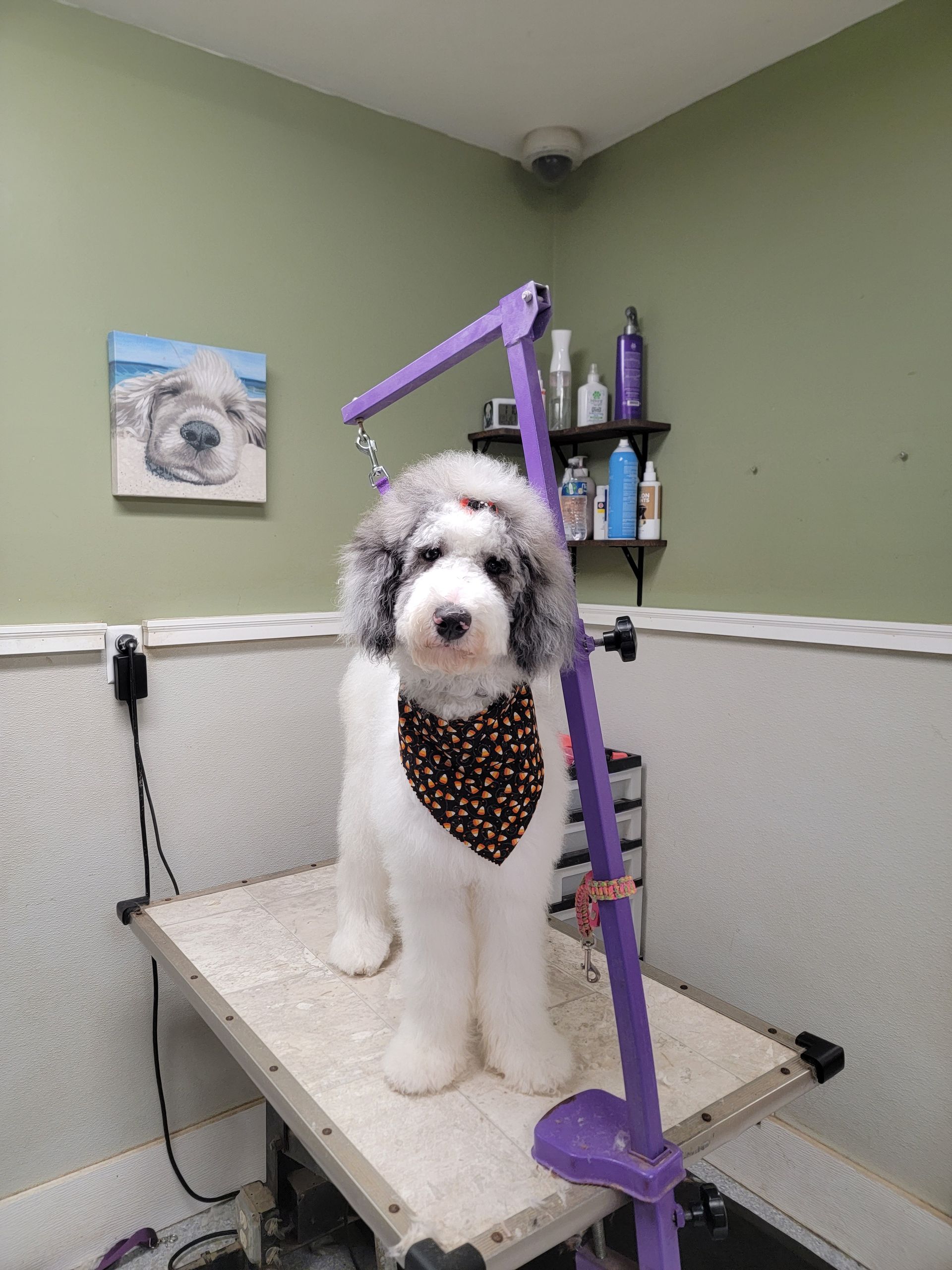 Dog Grooming Services | Butler, PA | Whispering Winds Boarding Kennel