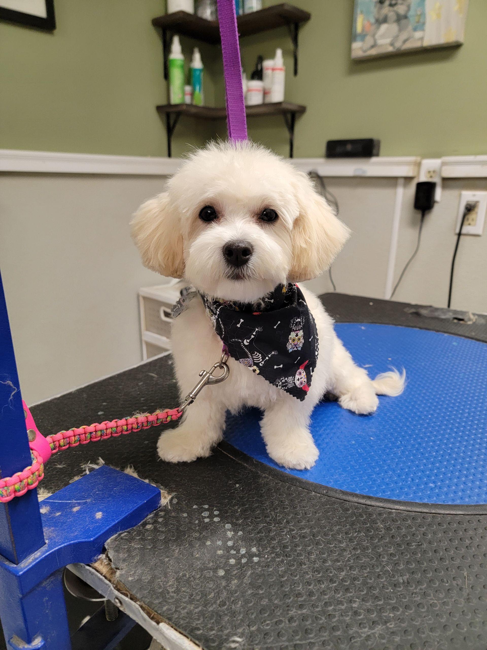 Dog Grooming Services | Butler, PA | Whispering Winds Boarding Kennel