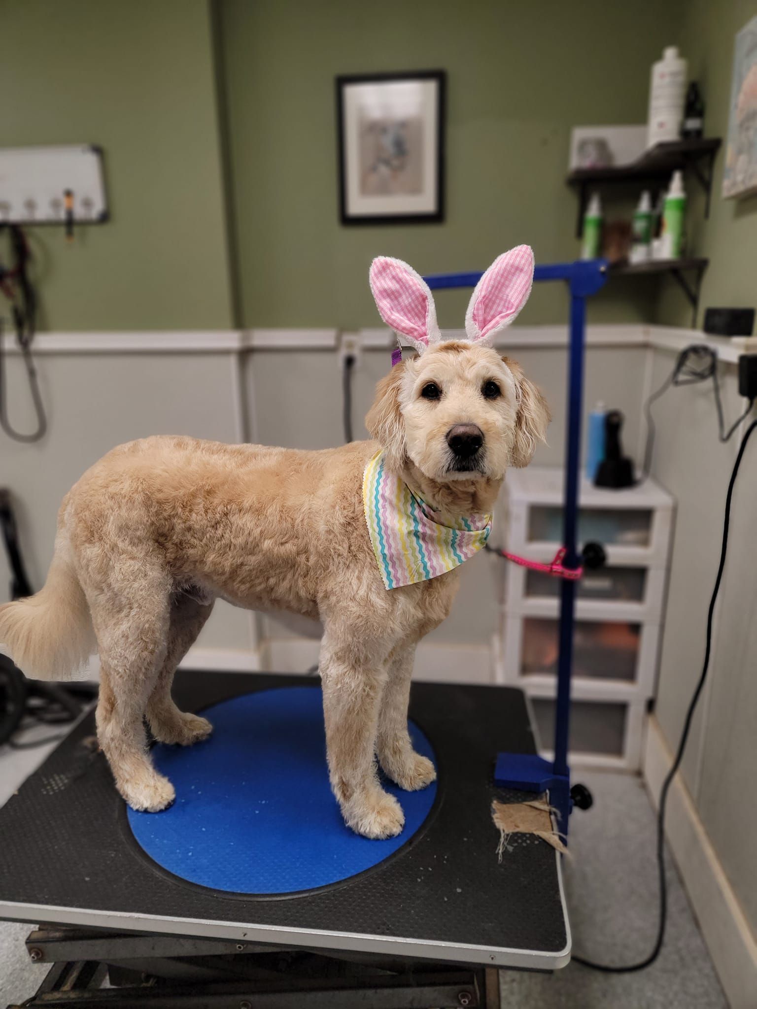 Dog Grooming Services | Butler, PA | Whispering Winds Boarding Kennel