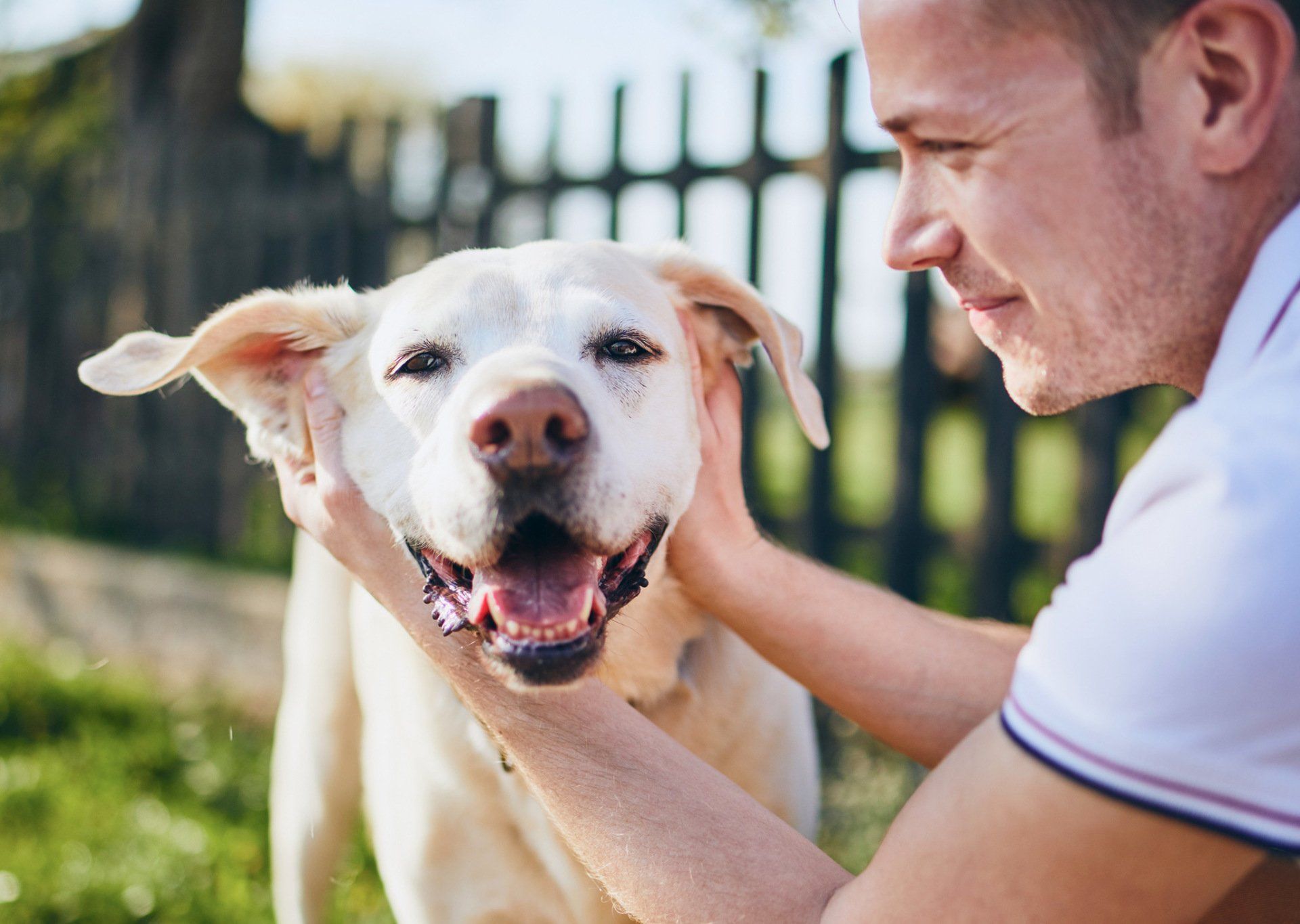Dog Boarding | Butler, PA | Whispering Winds Boarding Kennel