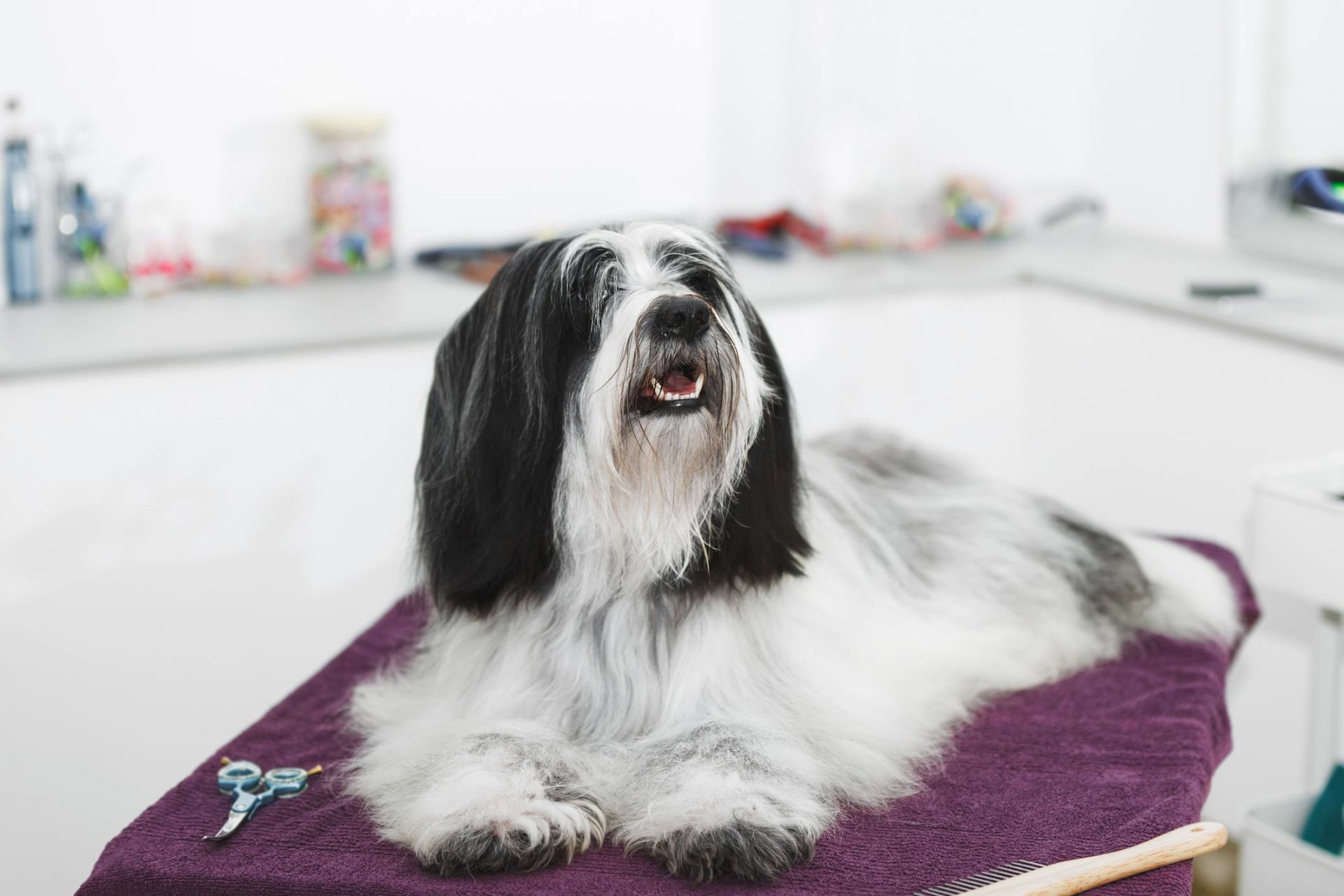 Dog Grooming Services | Butler, PA | Whispering Winds Boarding Kennel