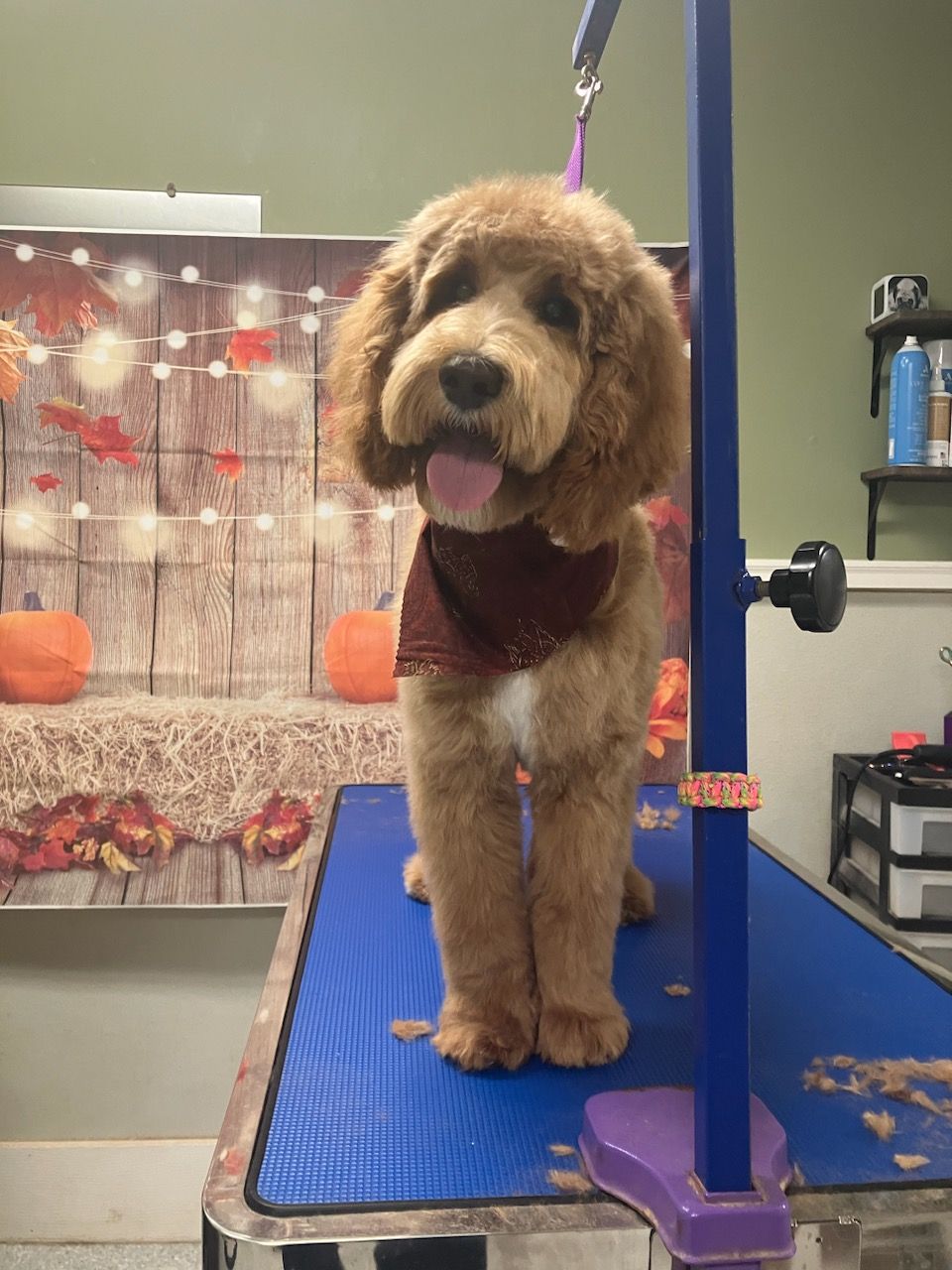 Dog Grooming Services | Butler, PA | Whispering Winds Boarding Kennel
