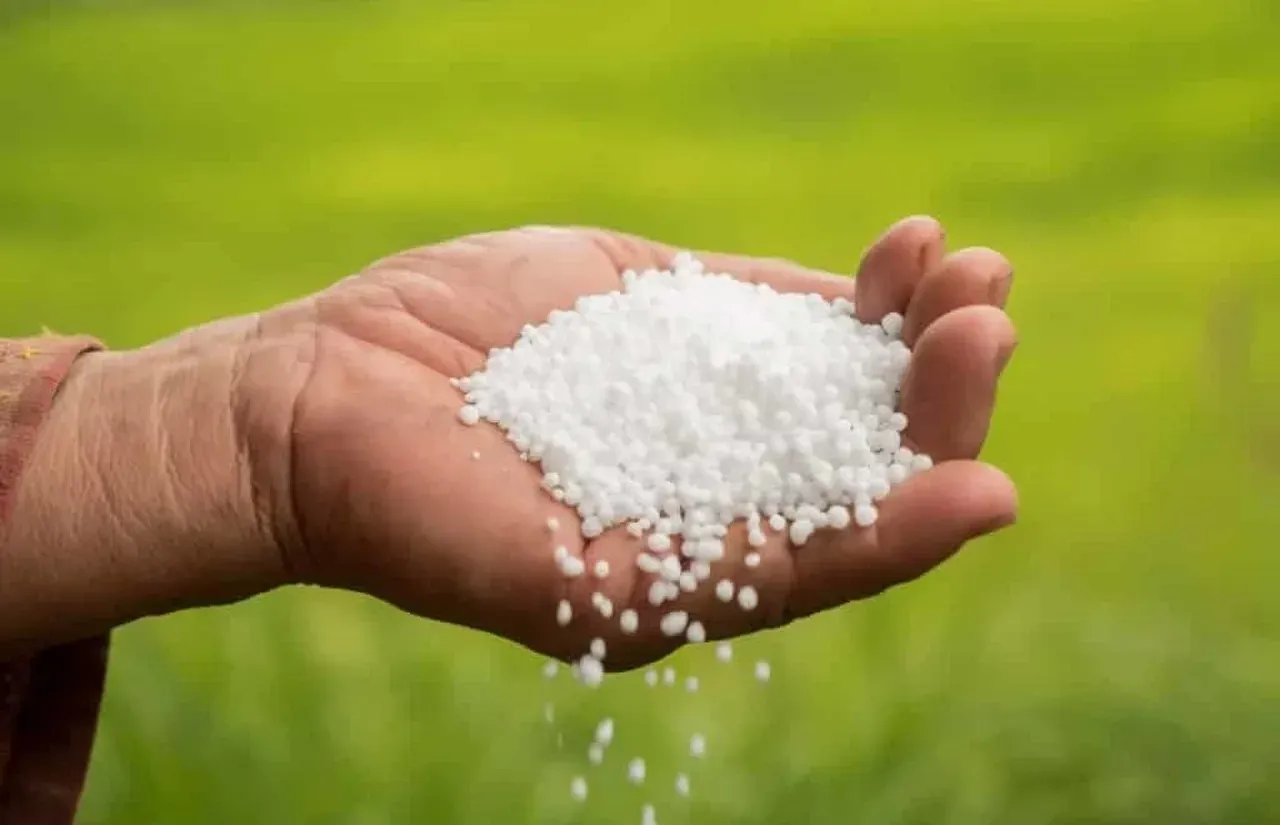 Cuidados na Utilização da Ureia na Alimentação Bovina