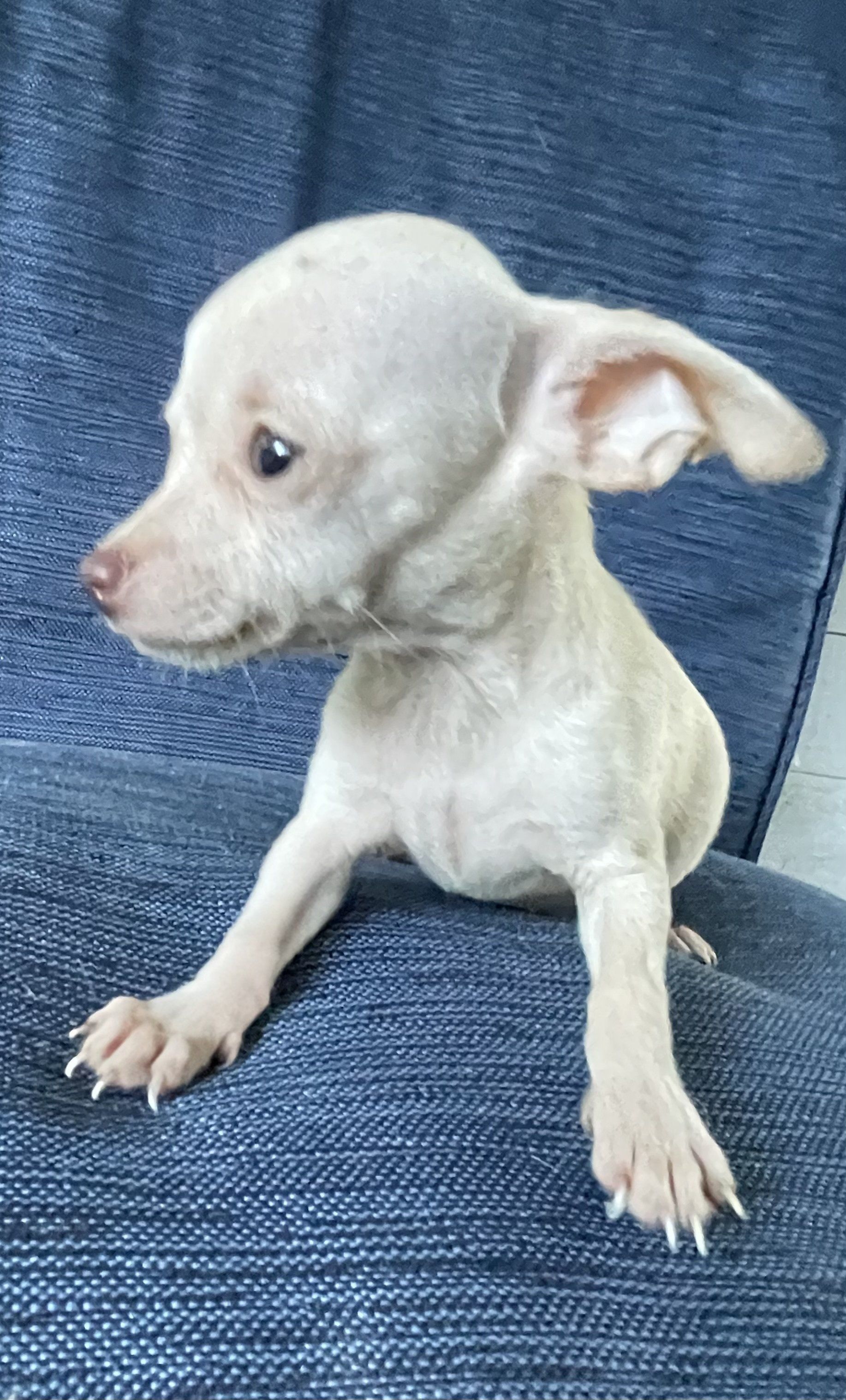 HOME [www.peckspuppies.com]