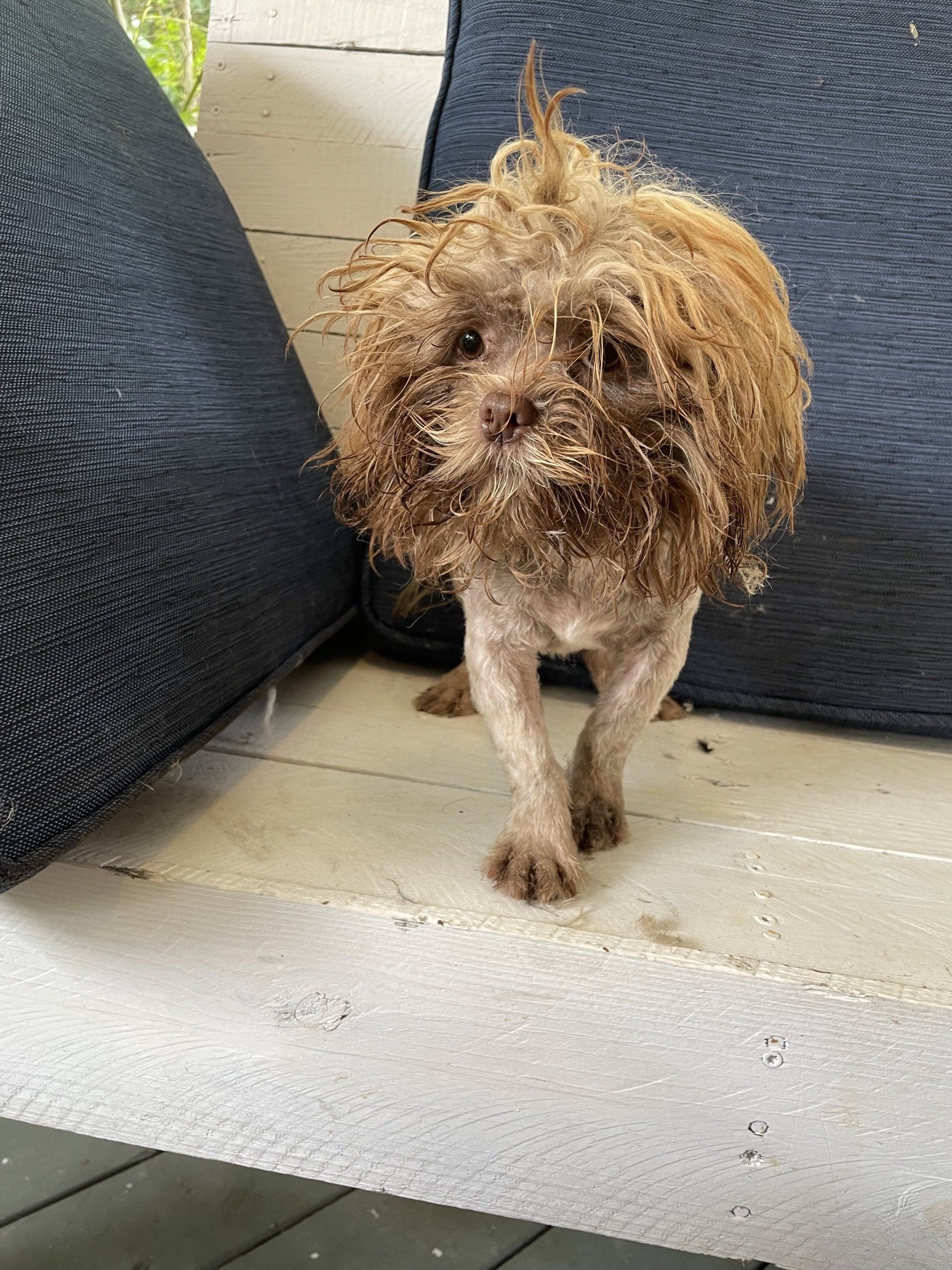 HOME [www.peckspuppies.com]