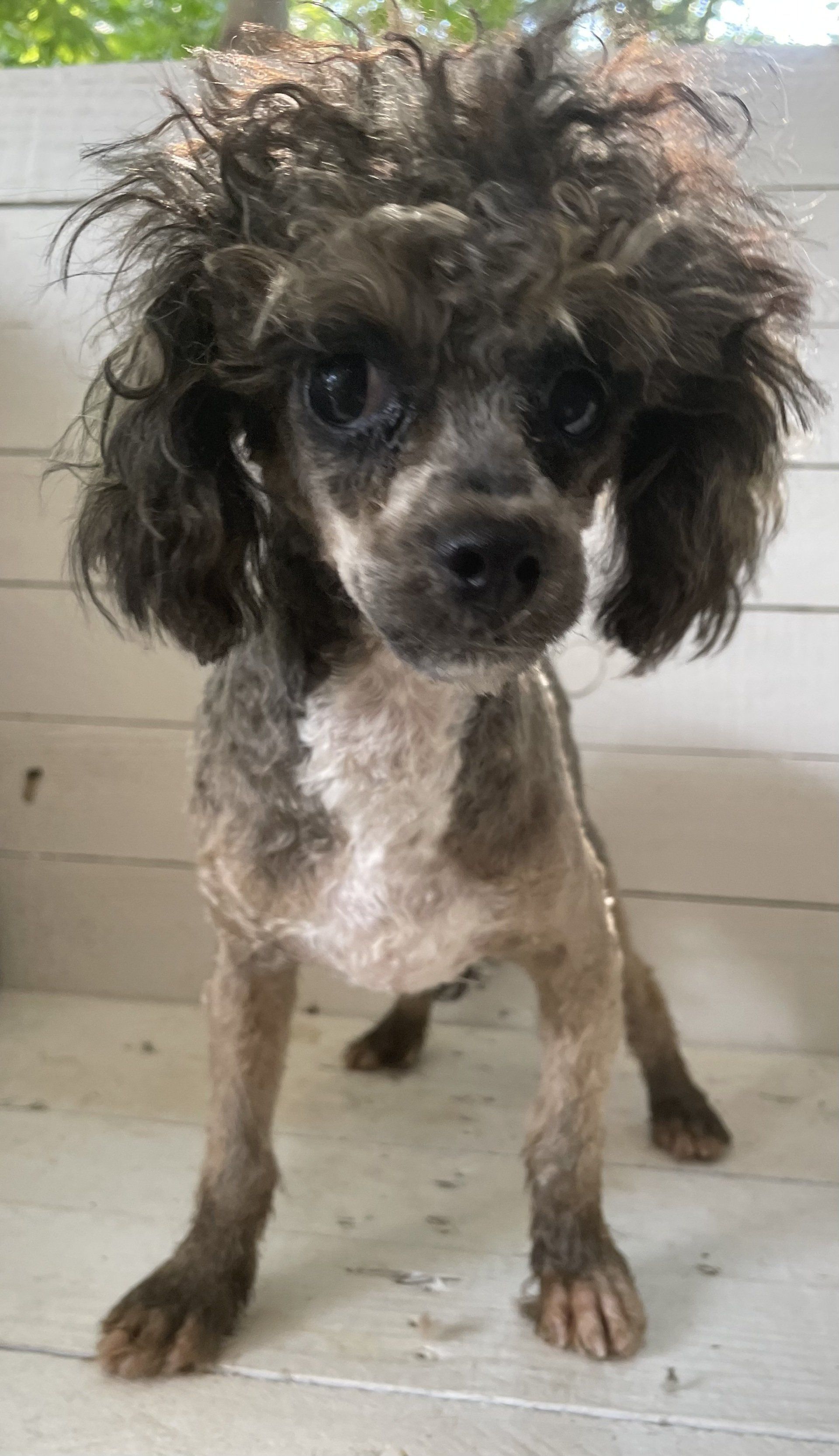 HOME [www.peckspuppies.com]