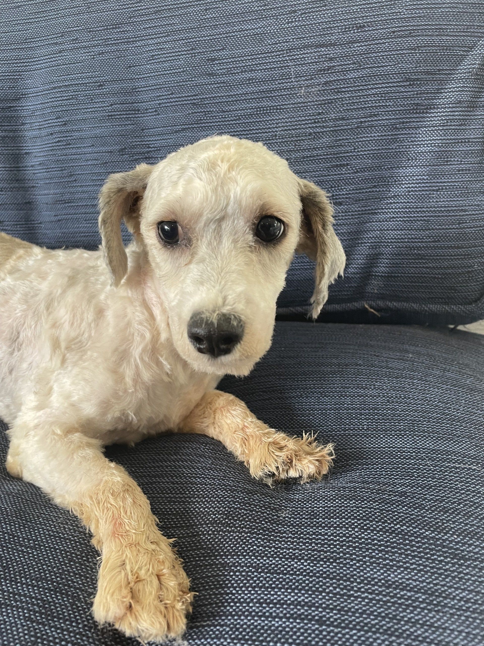 HOME [www.peckspuppies.com]