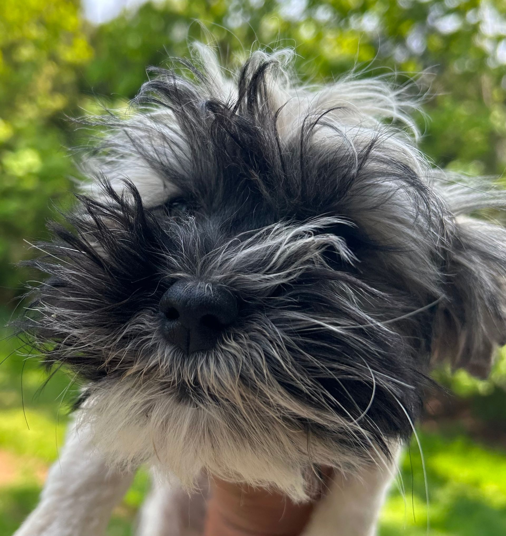 HOME [www.peckspuppies.com]