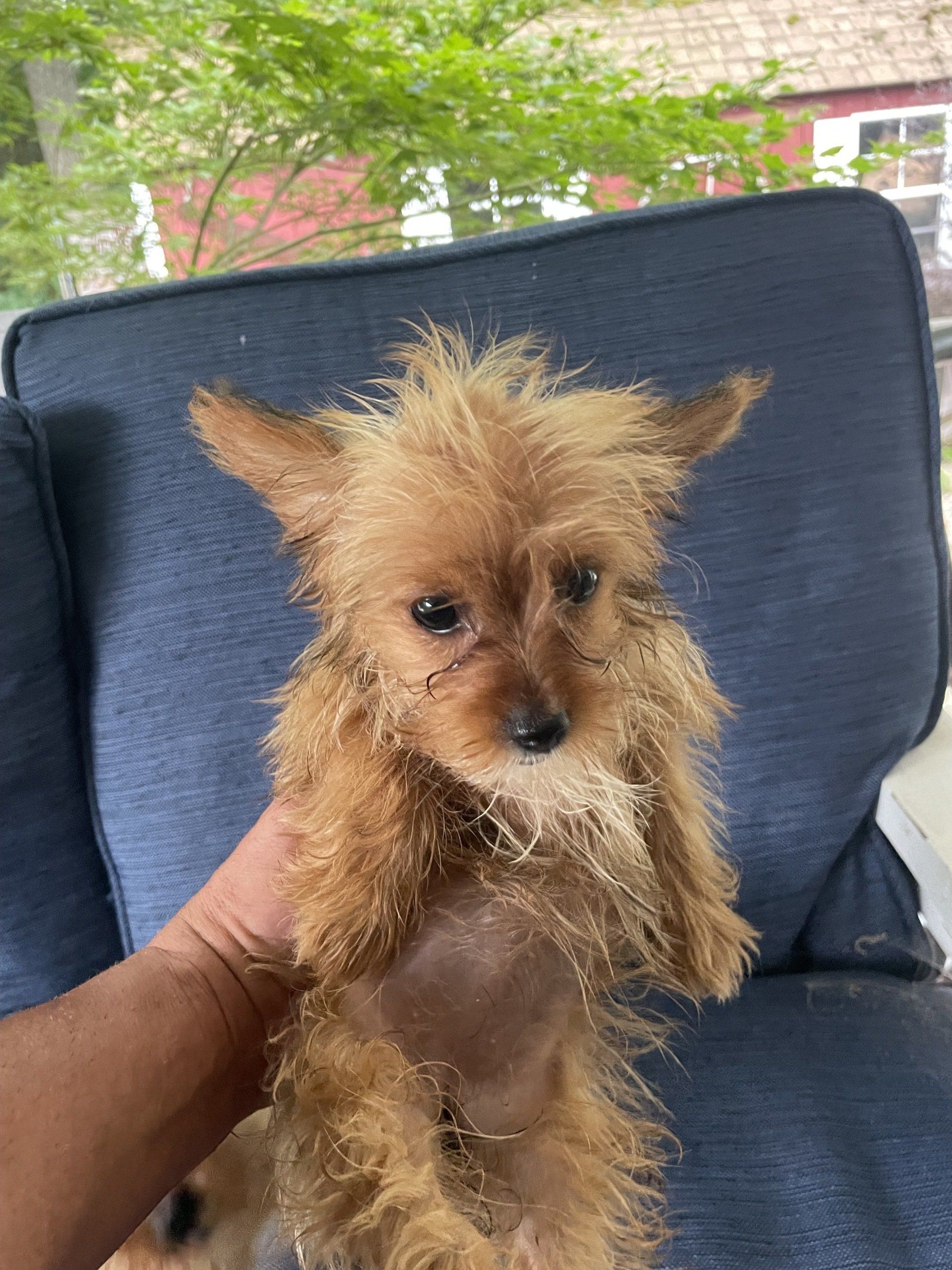 HOME [www.peckspuppies.com]