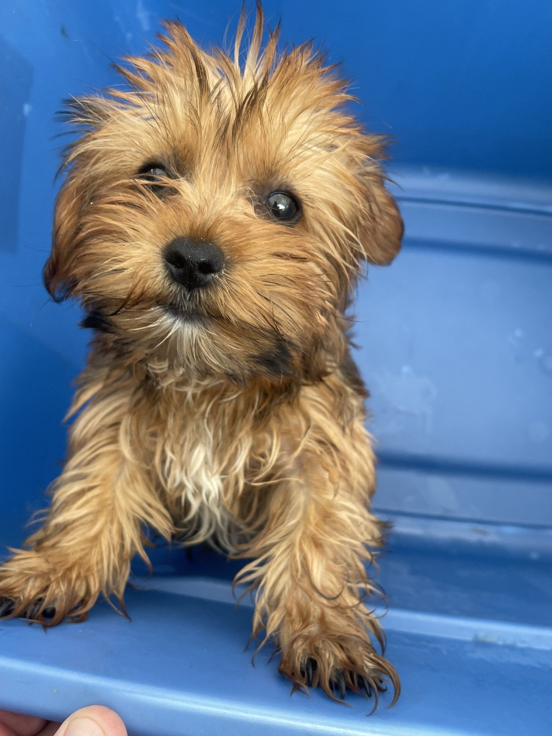 HOME [www.peckspuppies.com]