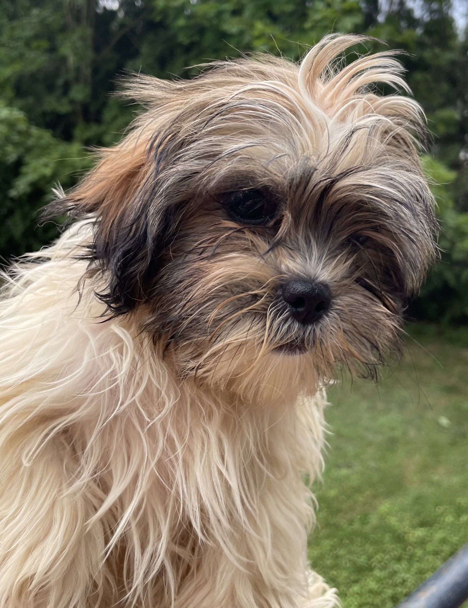 HOME [www.peckspuppies.com]