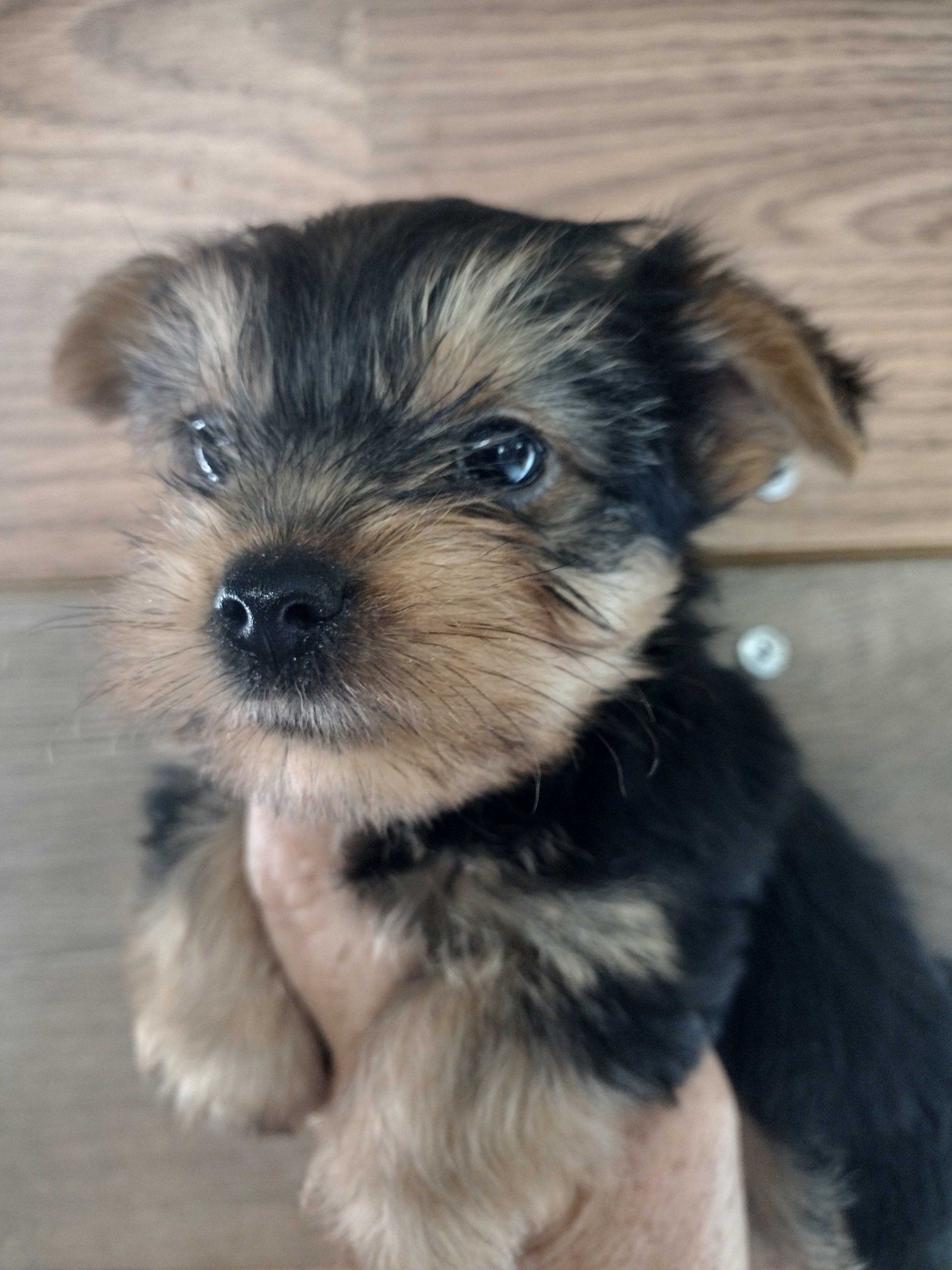 HOME [www.peckspuppies.com]