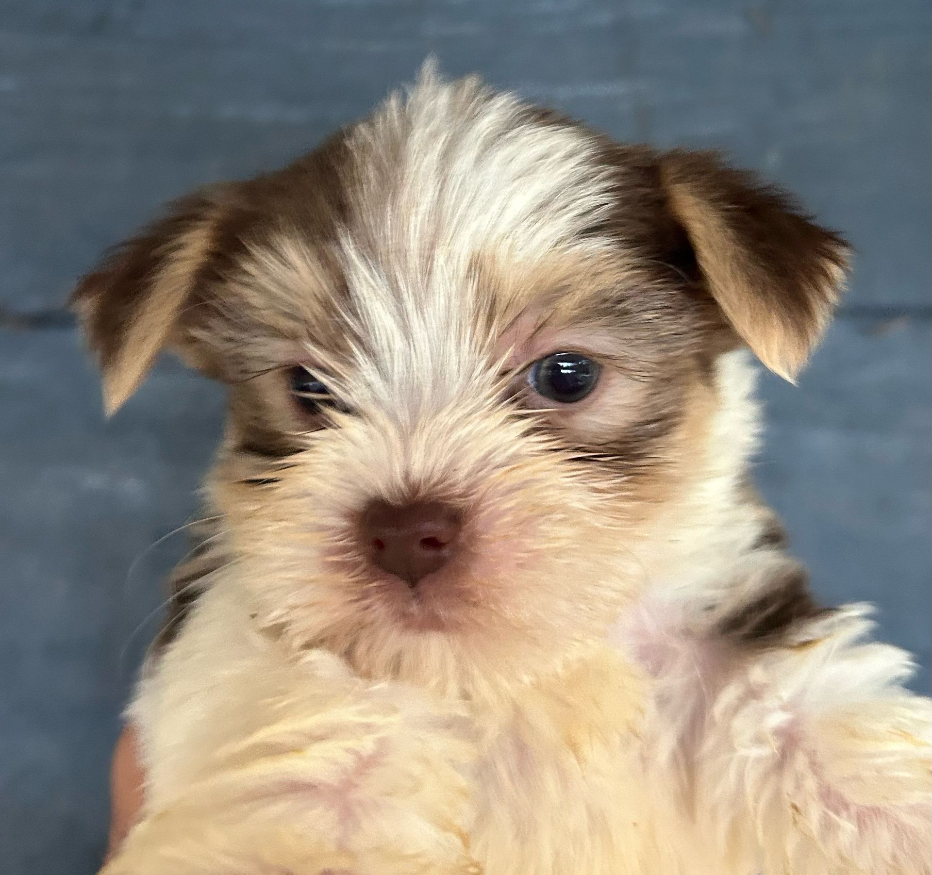 HOME [www.peckspuppies.com]