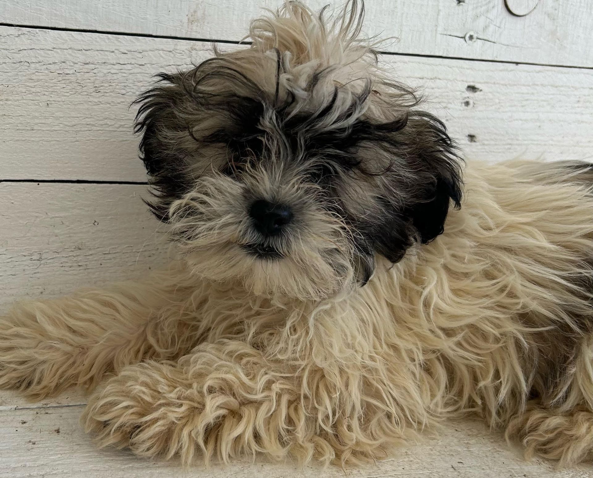 HOME [www.peckspuppies.com]