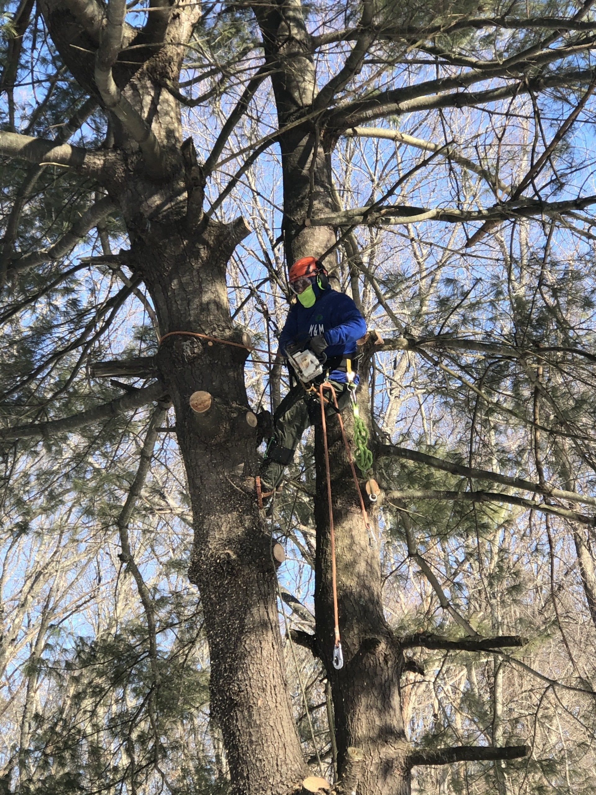 Coventry, RI Tree Services | M&M Tree Service LLC