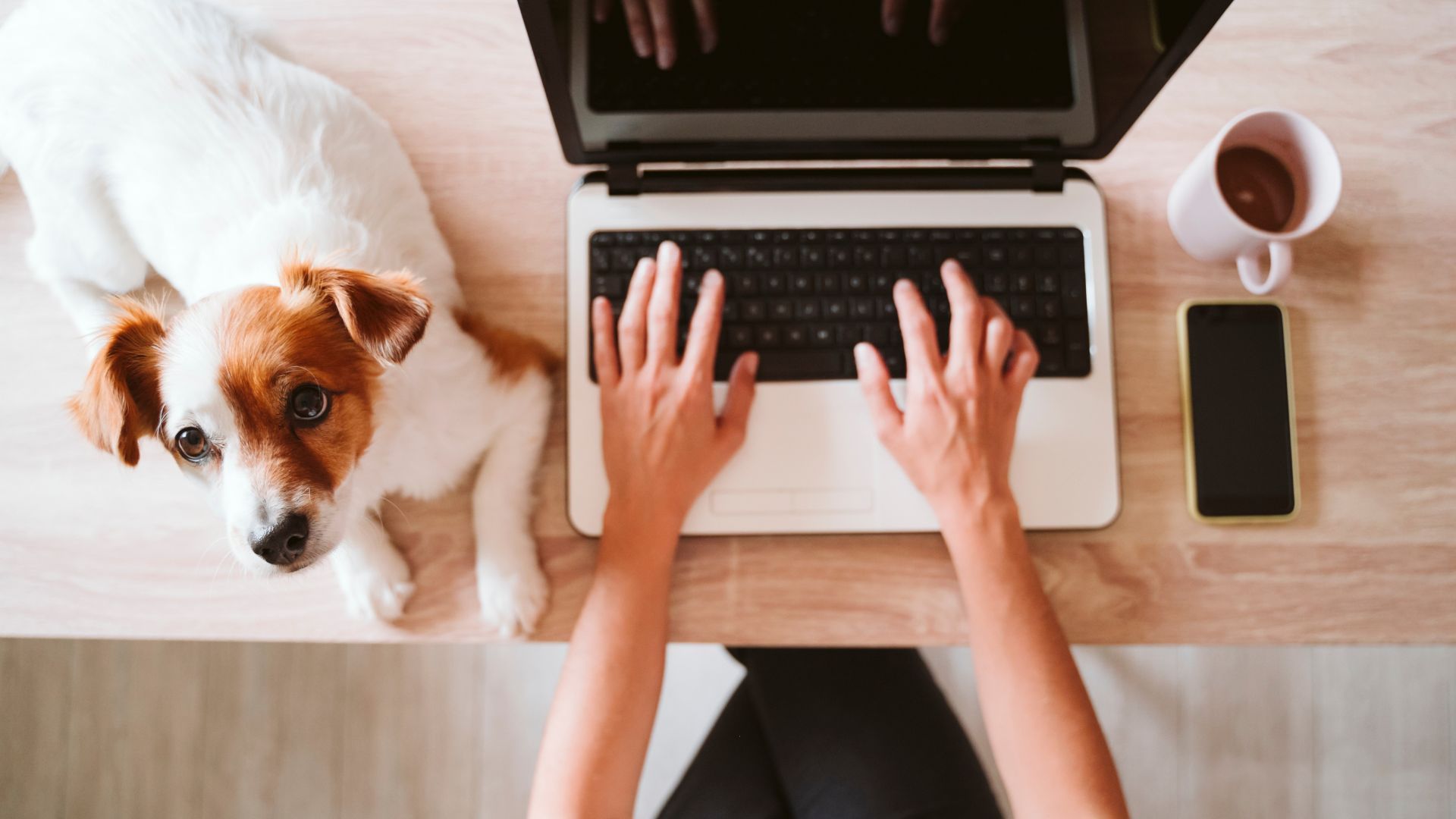 Working from home with your dog? Here's how to still be productive