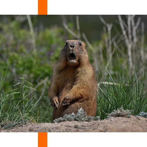 Groundhog Removal & Control | Varment Wildlife Control