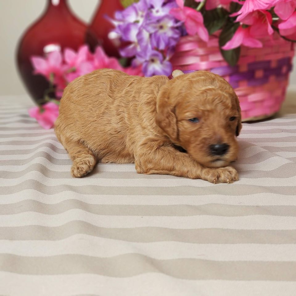 Donna's Deluxe Doodles