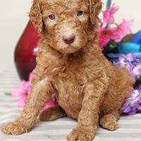 Donna's Deluxe Doodles