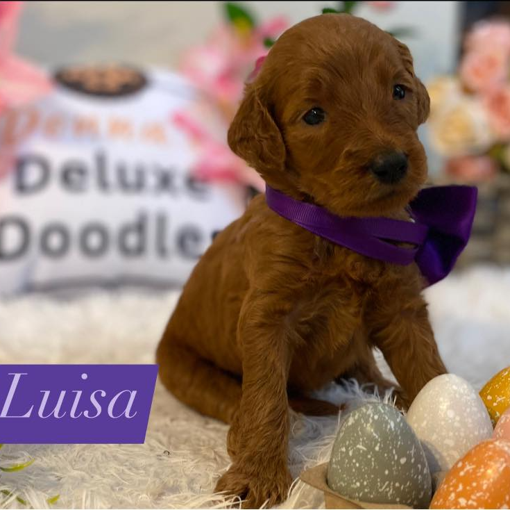 Donna's Deluxe Doodles