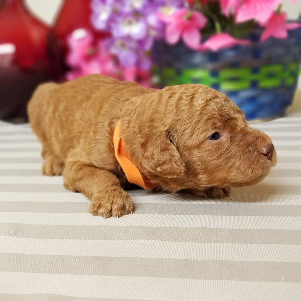 Donna's Deluxe Doodles