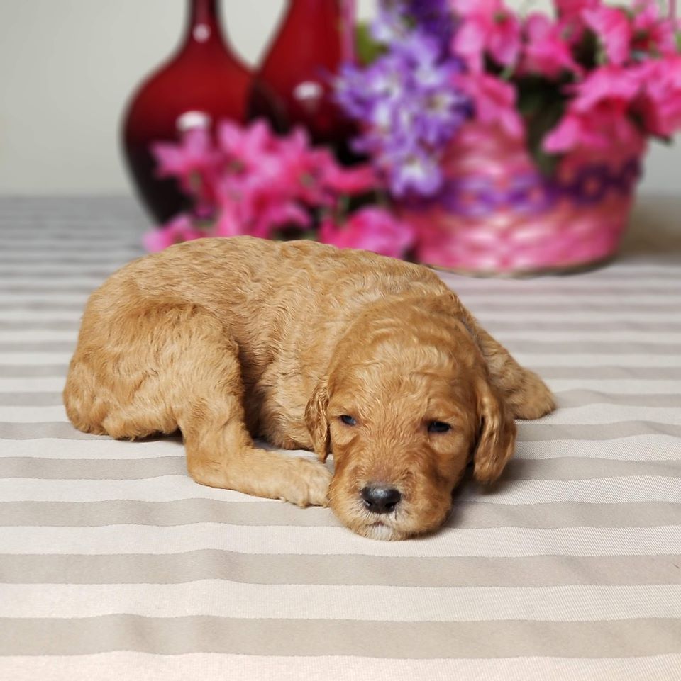 Donna's Deluxe Doodles