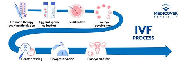Embryo Development After Ivf Transfer