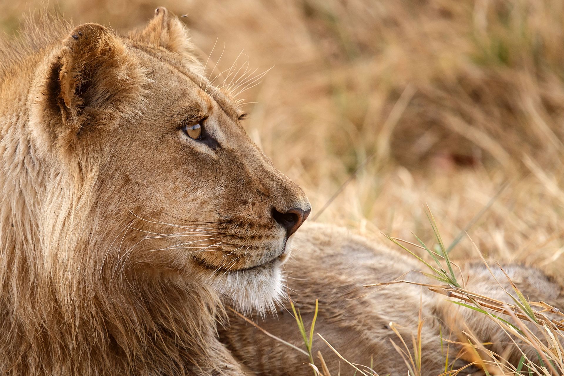 Rates and Specials | Bundox Safari Co