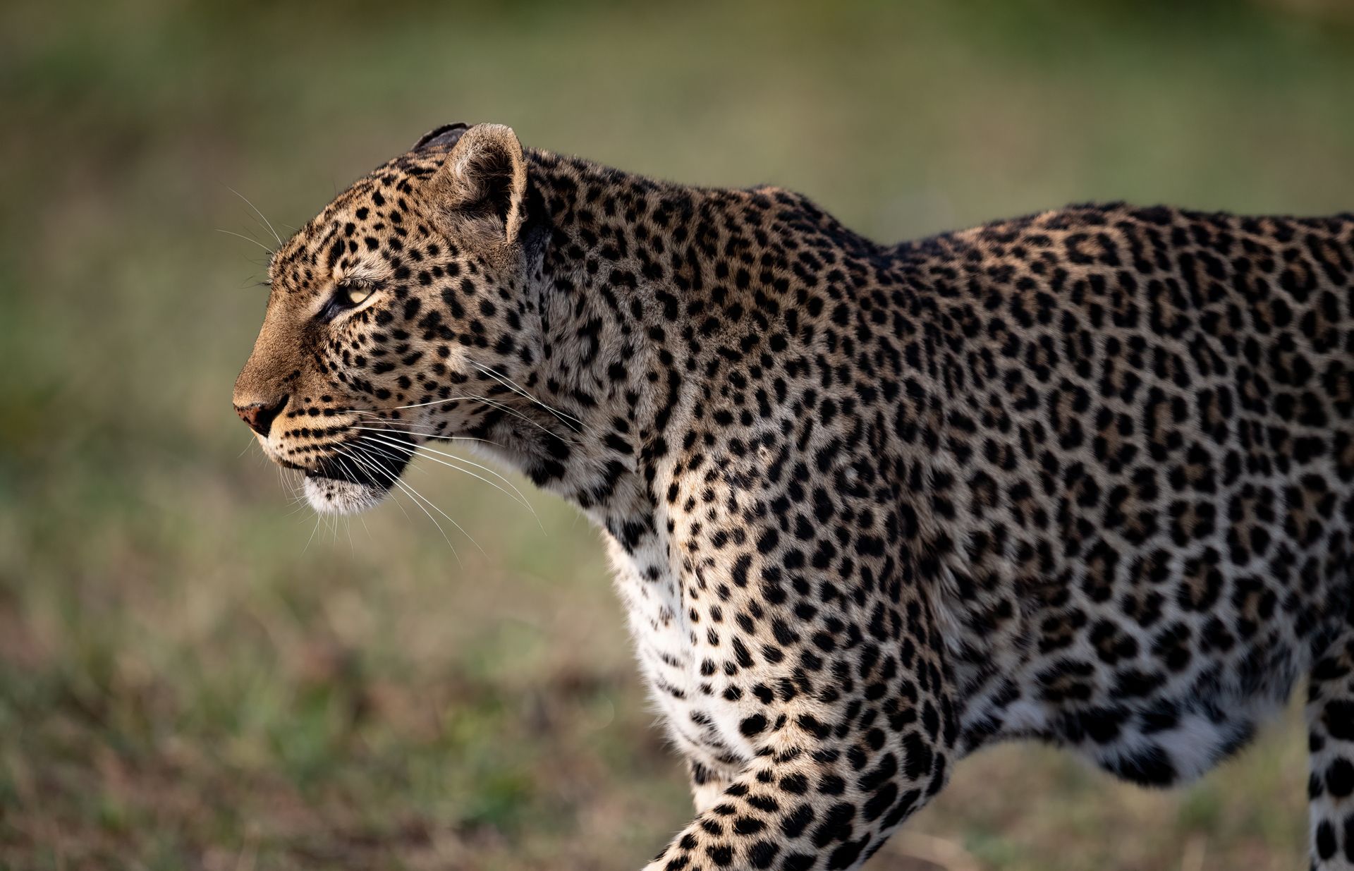Safari Packages | Bundox Safari Co