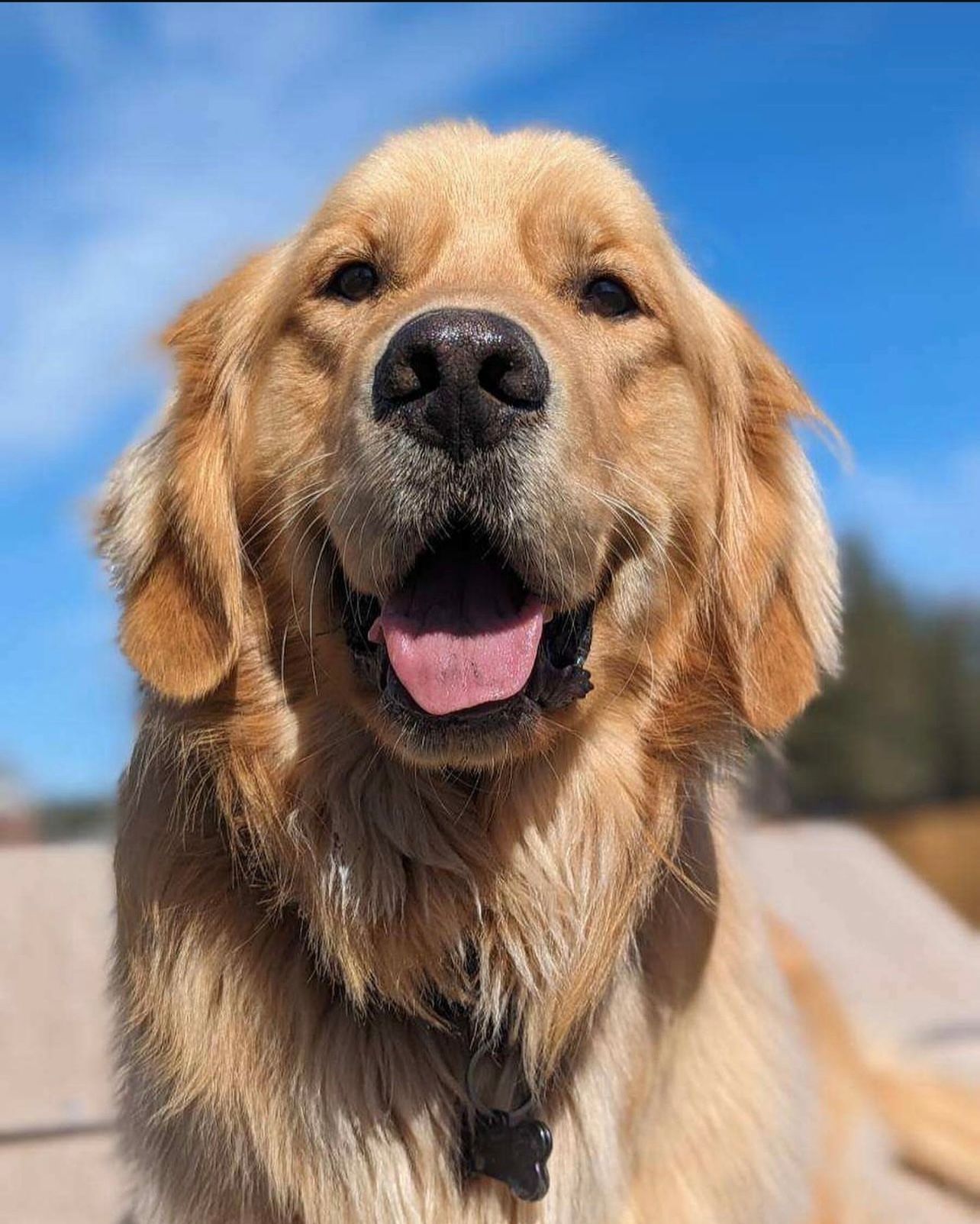 Pawsitively Perfect - Professional Dog Grooming and Boarding